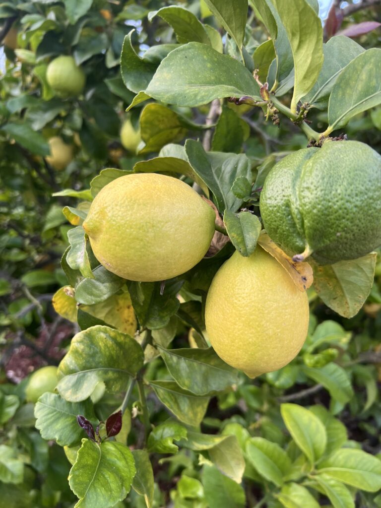 George and his Lemon Tree… – George Kahumoku